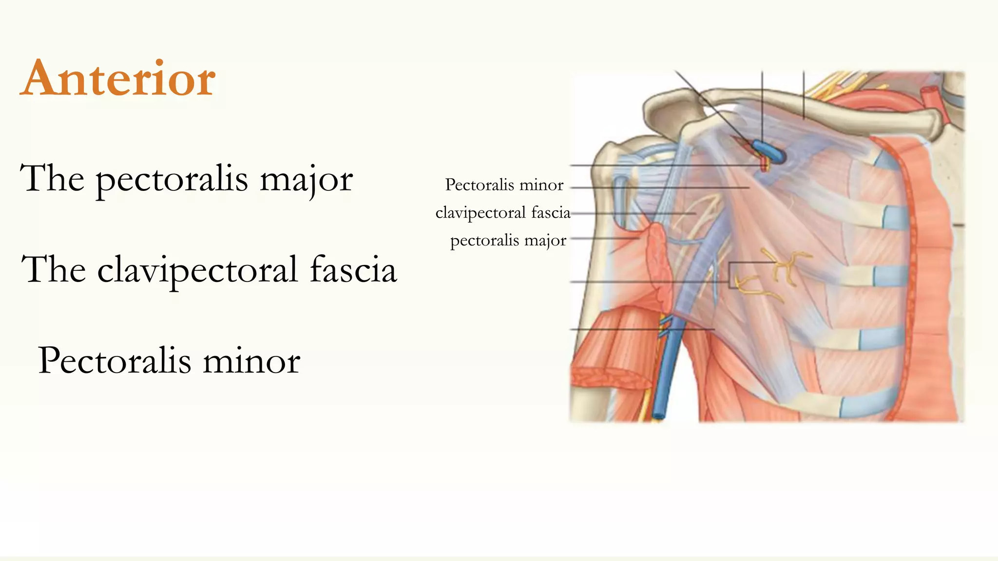 Axilla anatomy | PPTX