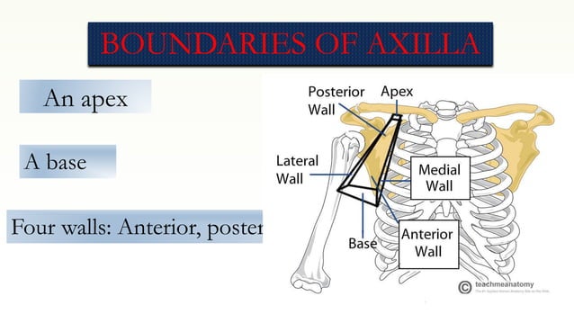 Axilla anatomy | PPTX | Death, Injury, or Military Conflict | Sensitive ...