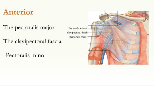 Axilla anatomy | PPTX | Death, Injury, or Military Conflict | Sensitive ...