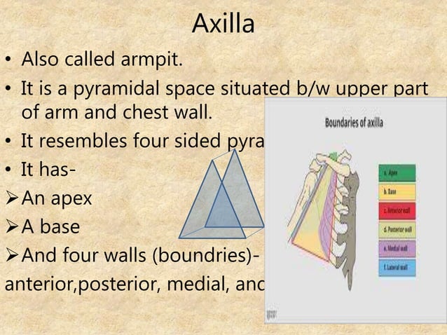 axilla.pptx