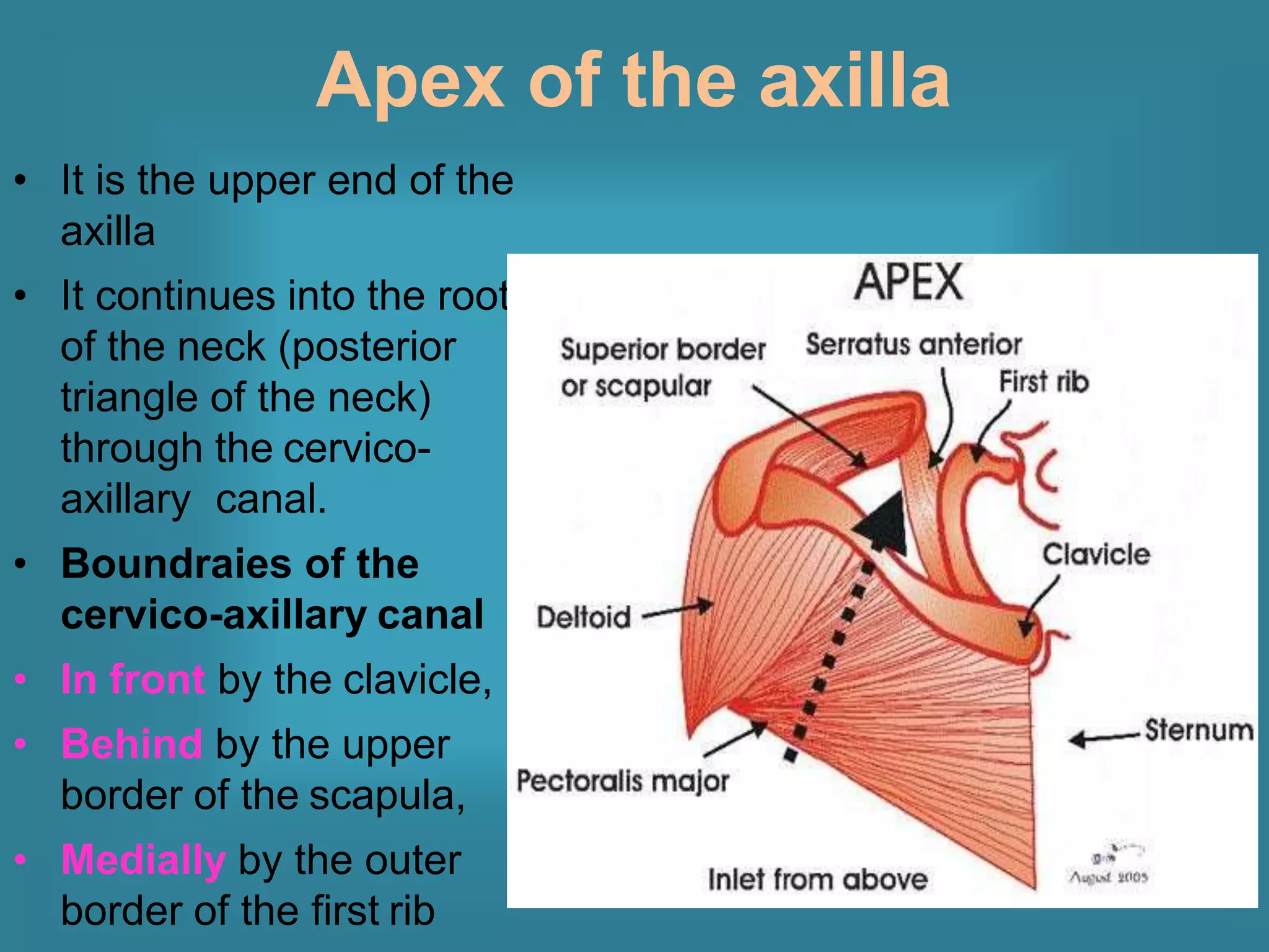 Axilla.pptx