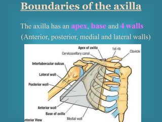 Axilla.pptx