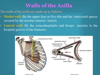 Axilla.pptx