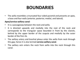 Axilla.pptx