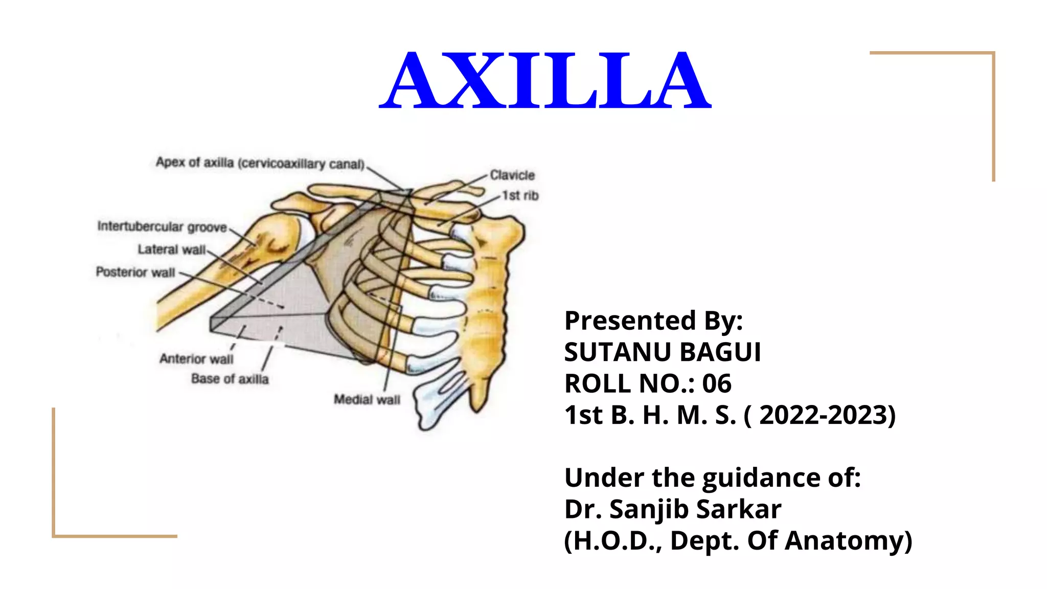 Axilla.pptx