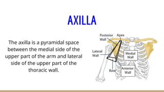 Axilla.pptx