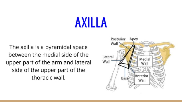 Axilla.pptx