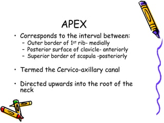 The Upper ggUpper limbs stuffAXILLA.pptx