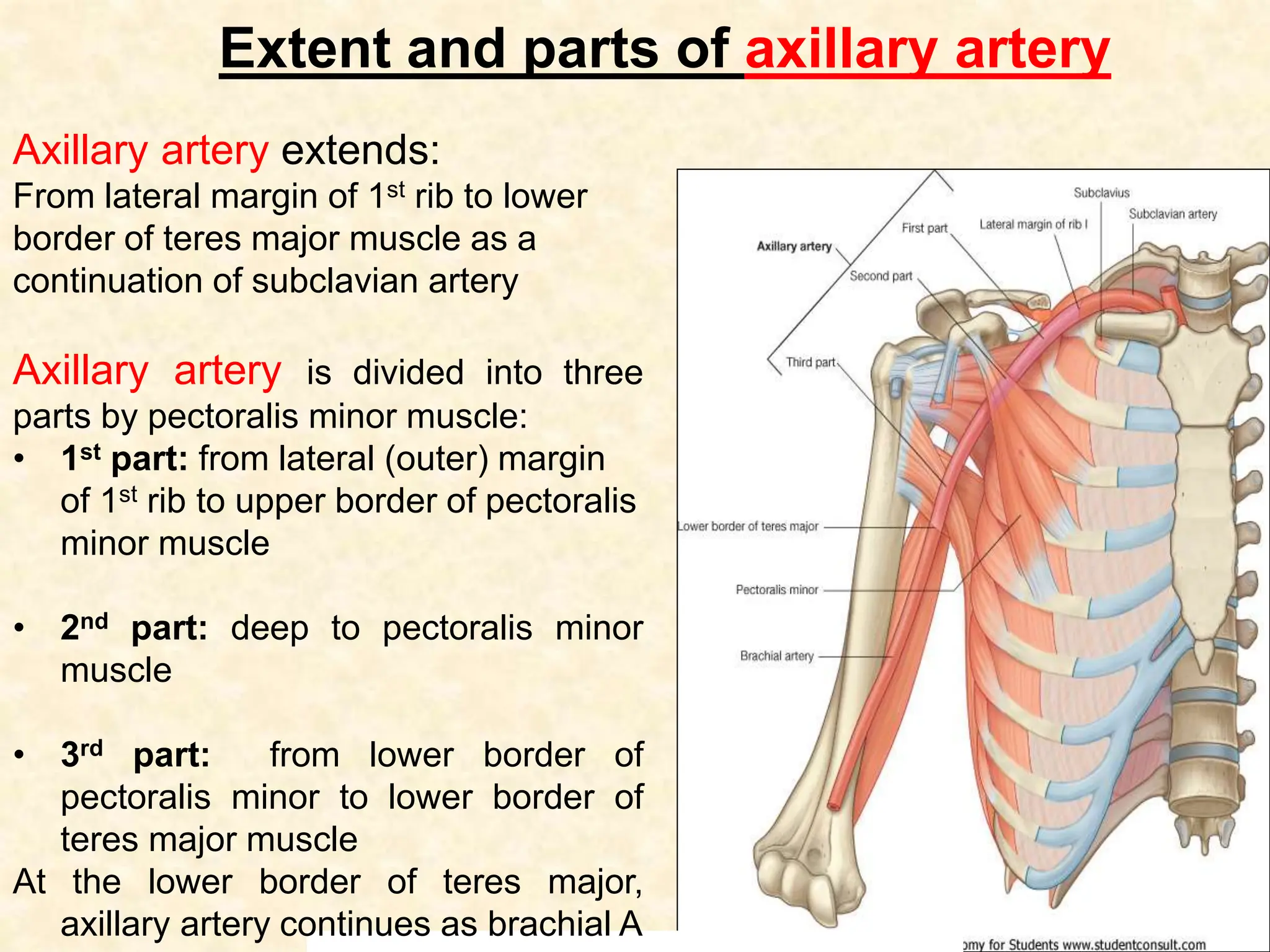 Axilla gross anatomy of human being in medicine | PPT
