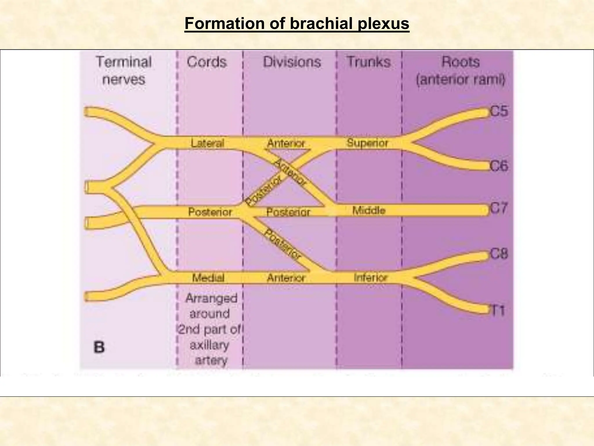 Axilla gross anatomy of human being in medicine | PPT