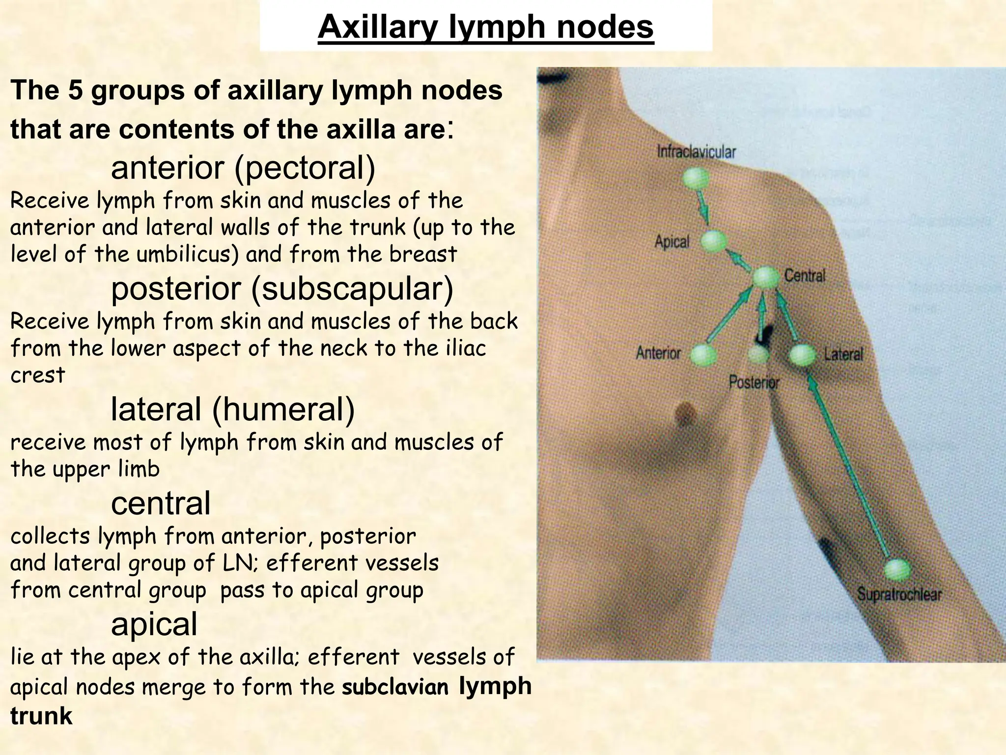 Axilla gross anatomy of human being in medicine | PPT