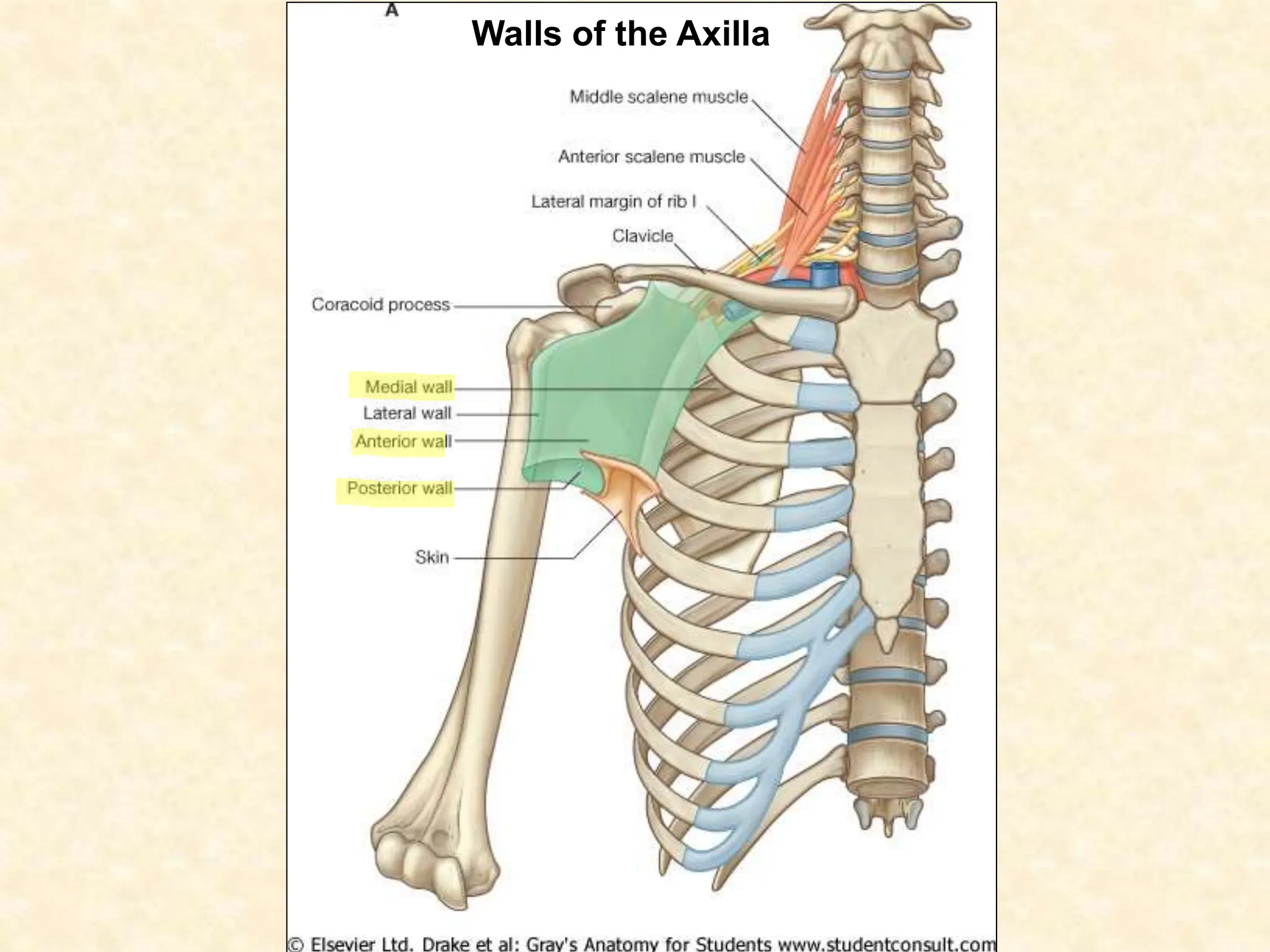 Axilla gross anatomy of human being in medicine | PPT