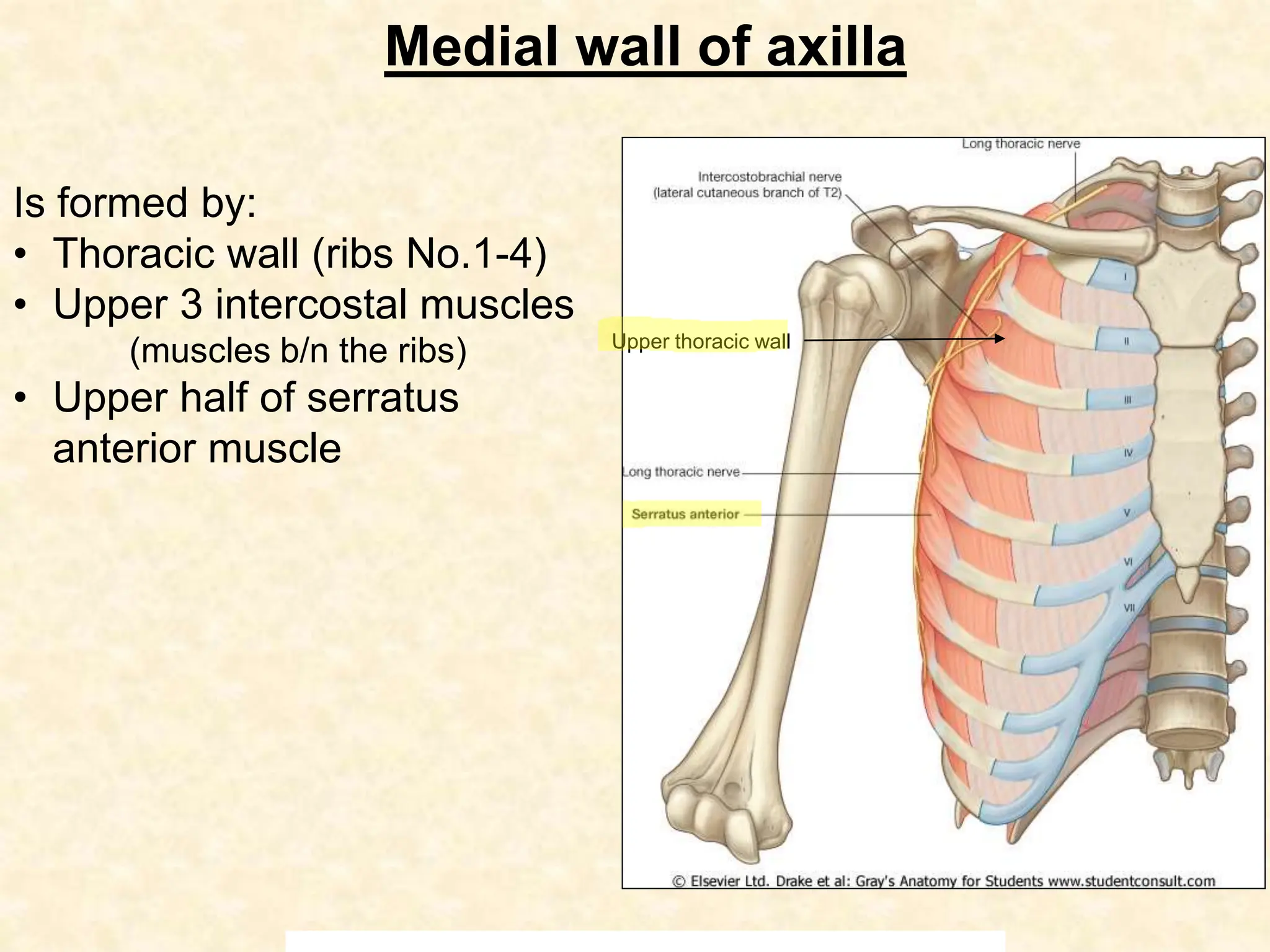 Axilla gross anatomy of human being in medicine | PPT