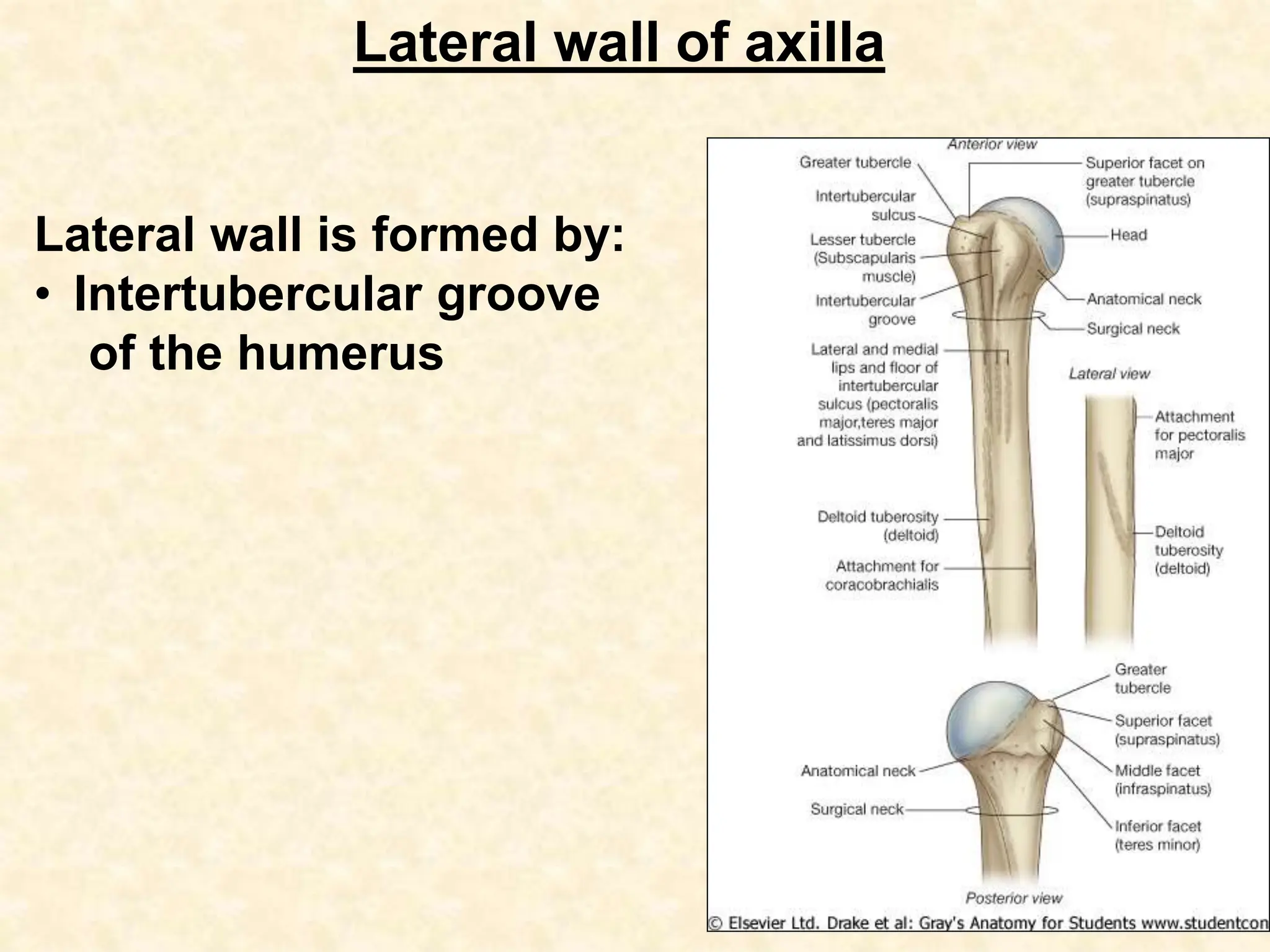 Axilla gross anatomy of human being in medicine | PPT