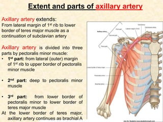 Axilla gross anatomy of human being in medicine | PPT