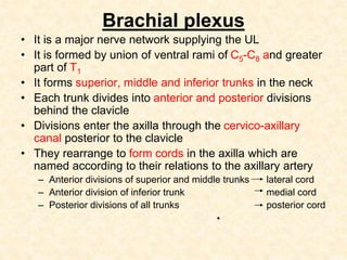 Axilla gross anatomy of human being in medicine | PPTX