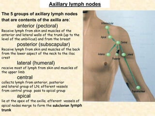 Axilla gross anatomy of human being in medicine | PPT