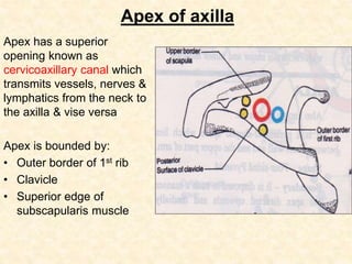 Axilla gross anatomy of human being in medicine | PPT