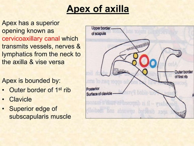 Axilla gross anatomy of human being in medicine | PPT