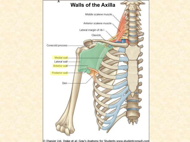 Axilla gross anatomy of human being in medicine | PPT