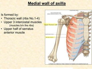 Axilla gross anatomy of human being in medicine | PPT