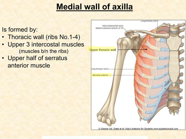 Axilla gross anatomy of human being in medicine | PPT
