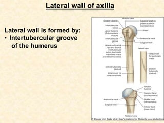 Axilla gross anatomy of human being in medicine | PPT