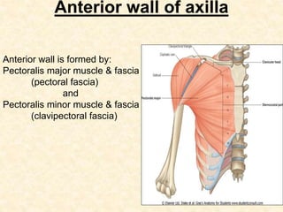 Axilla gross anatomy of human being in medicine | PPT