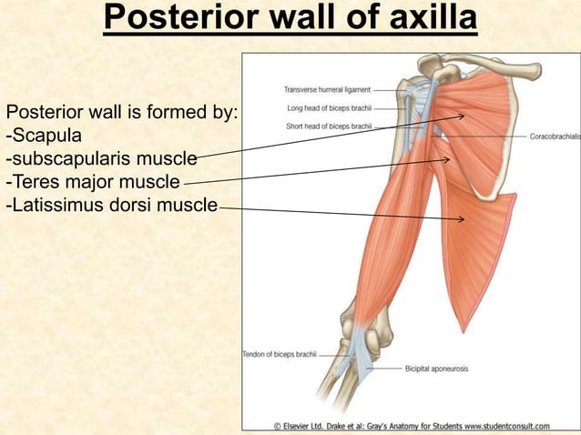 Axilla gross anatomy of human being in medicine | PPT
