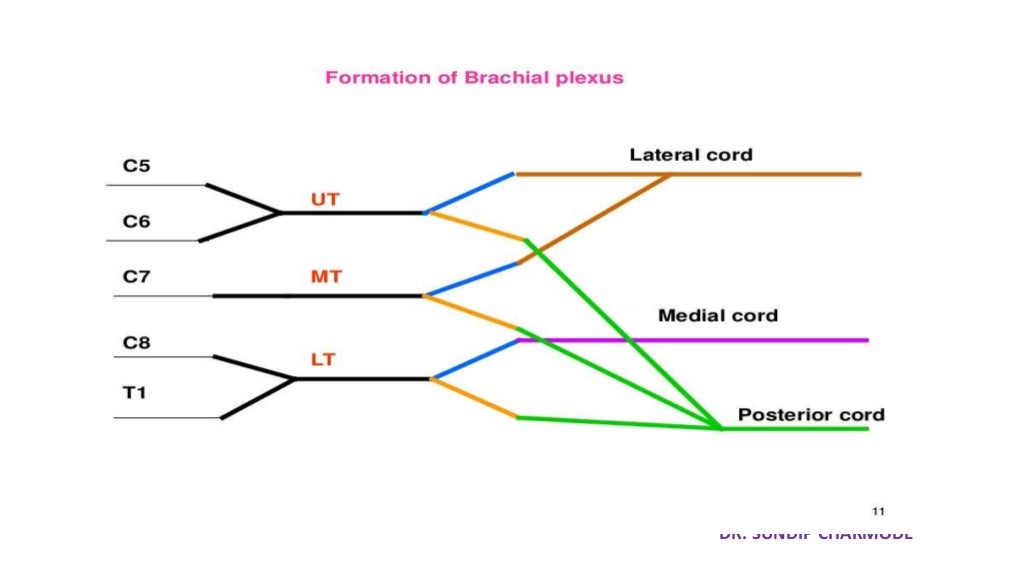Axilla - 2 (Brachial plexus and clinical correlates).pptx