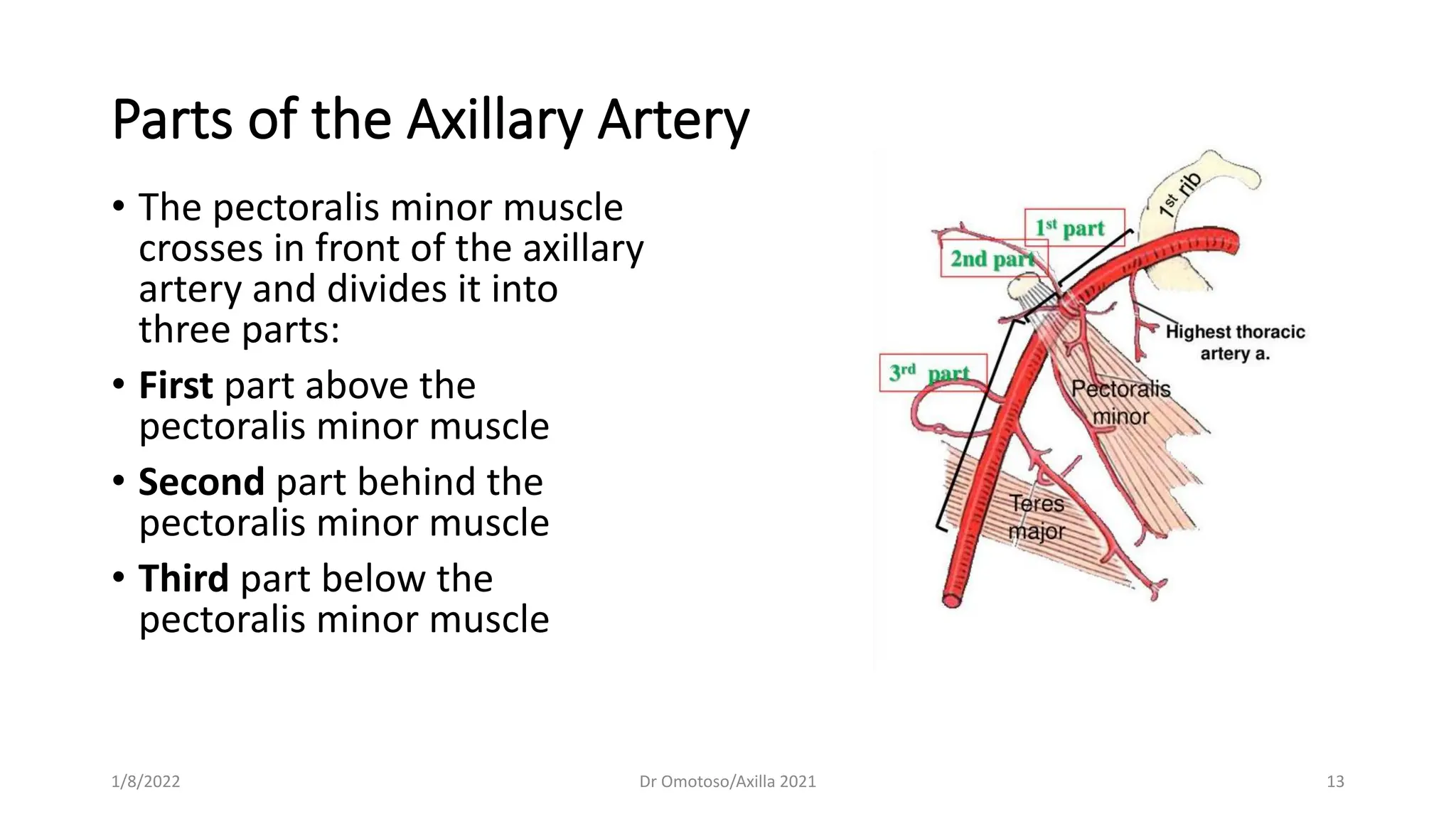 ANATOMY OF THE UPPER LIMBSSAxilla 2.pdf