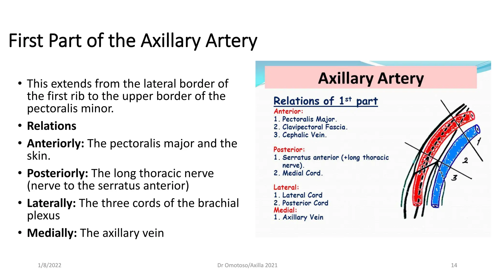 ANATOMY OF THE UPPER LIMBSSAxilla 2.pdf
