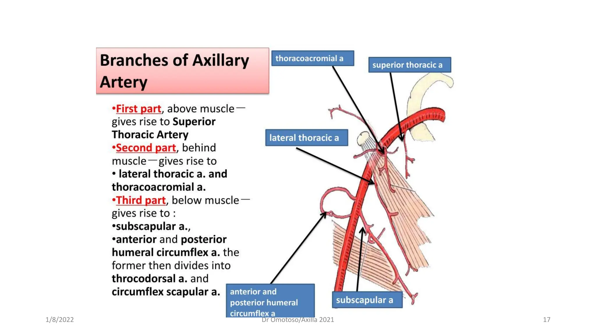 ANATOMY OF THE UPPER LIMBSSAxilla 2.pdf