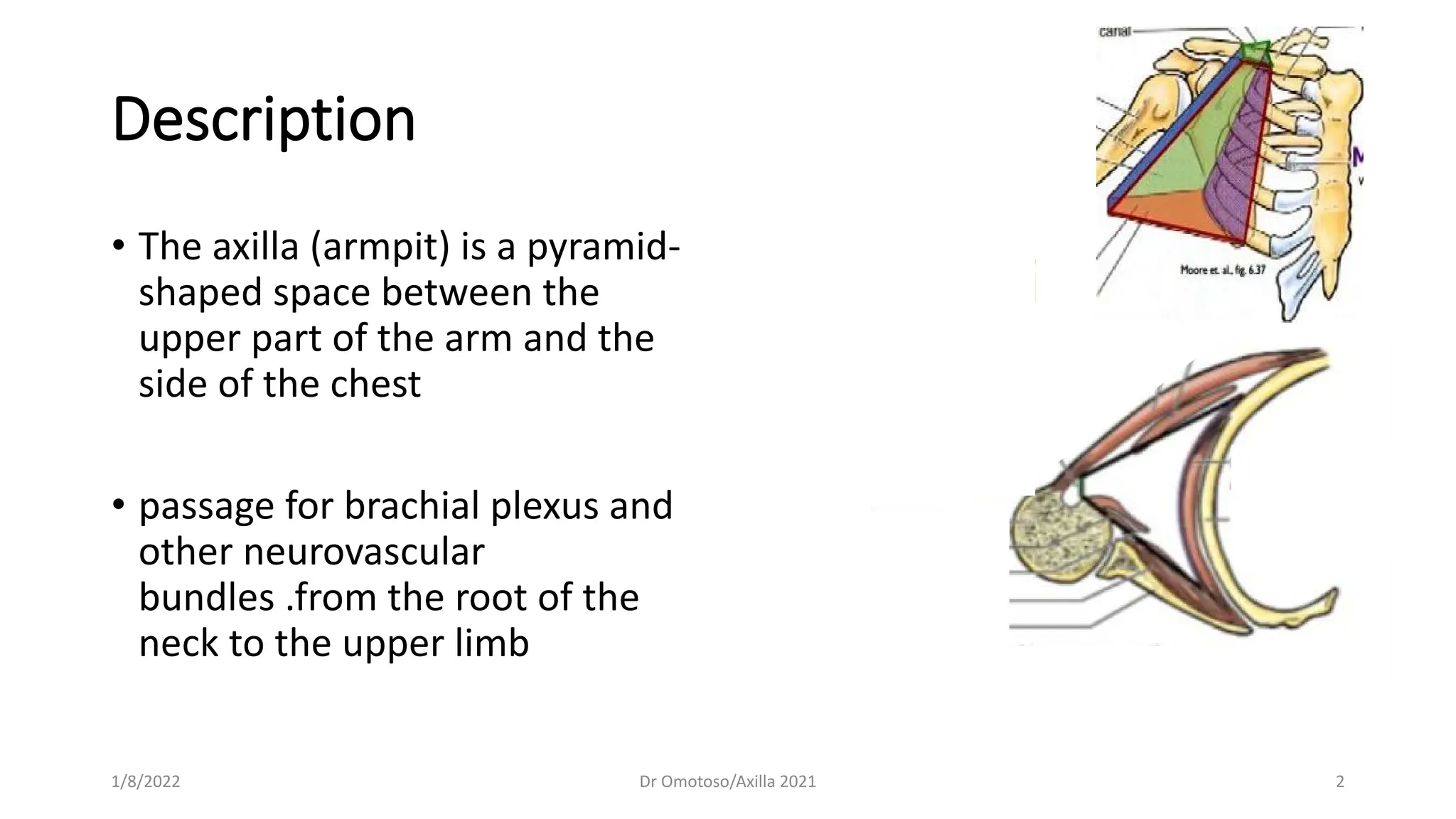 ANATOMY OF THE UPPER LIMBSSAxilla 2.pdf