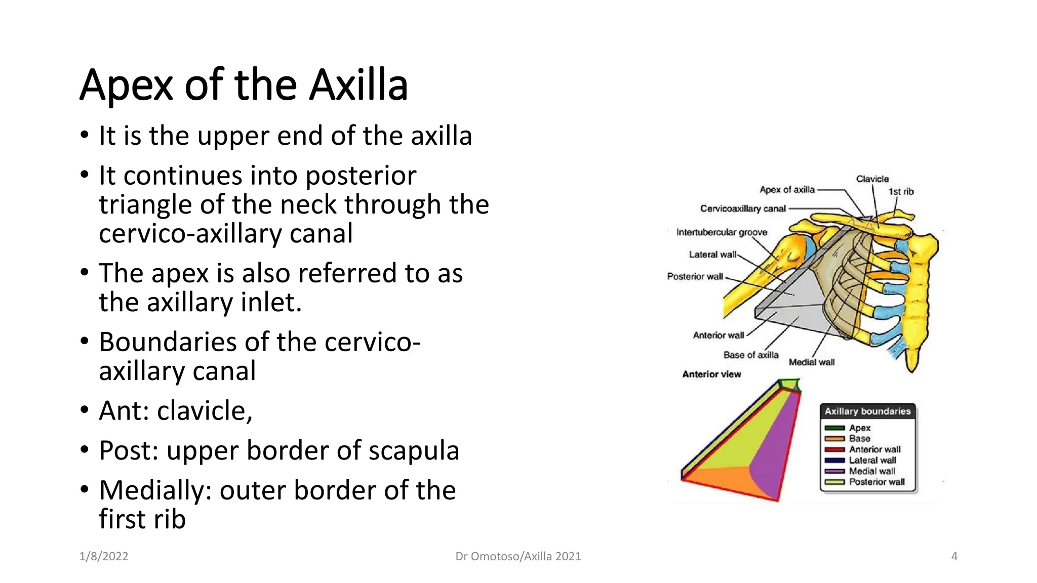 ANATOMY OF THE UPPER LIMBSSAxilla 2.pdf