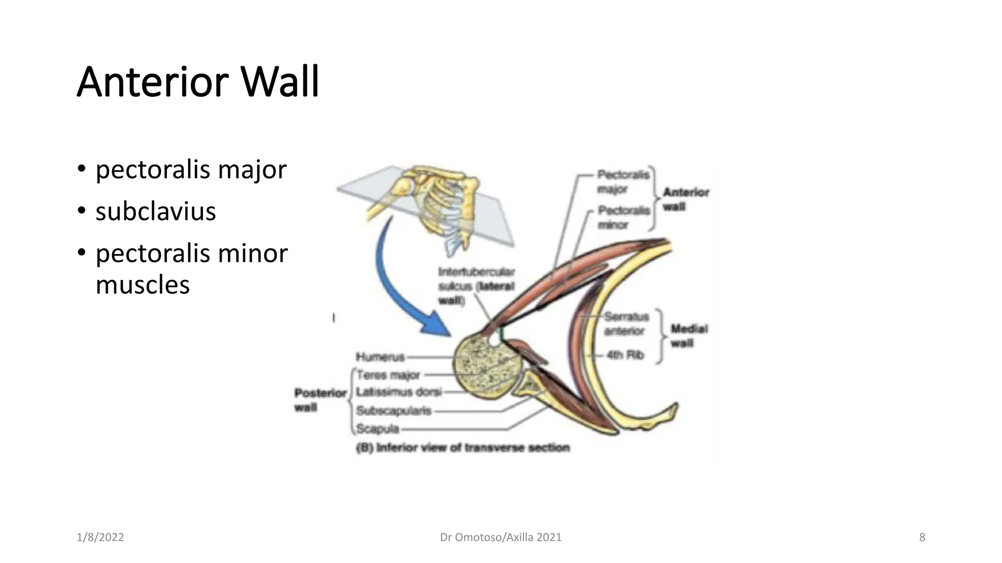 ANATOMY OF THE UPPER LIMBSSAxilla 2.pdf