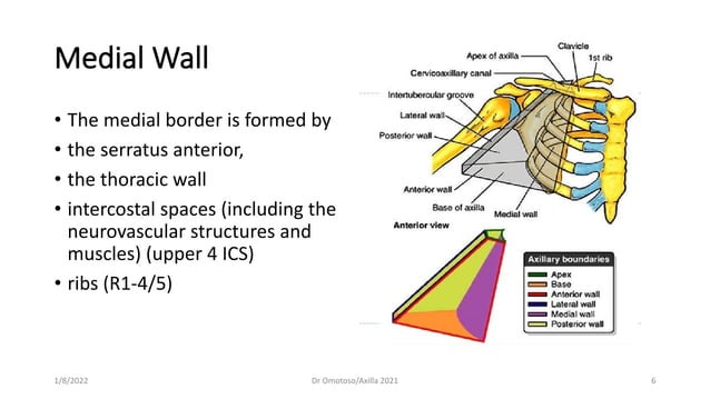ANATOMY OF THE UPPER LIMBSSAxilla 2.pdf