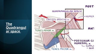 Comprehensive Overview of Axilla Anatomy and Neurovascular Structures ...