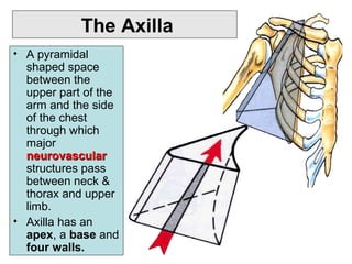 Axilla and bb | PPT