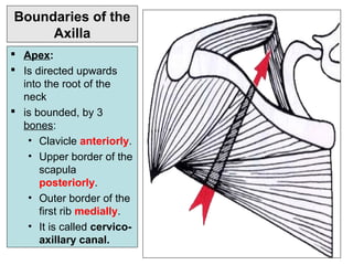 Axilla and bb | PPT
