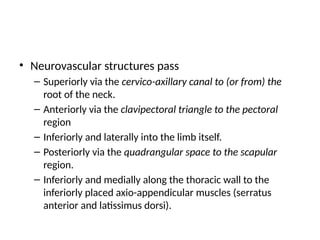 AXILLA AND BRACHIAL PLEXUS GROSS ANATOMY (1).pptx