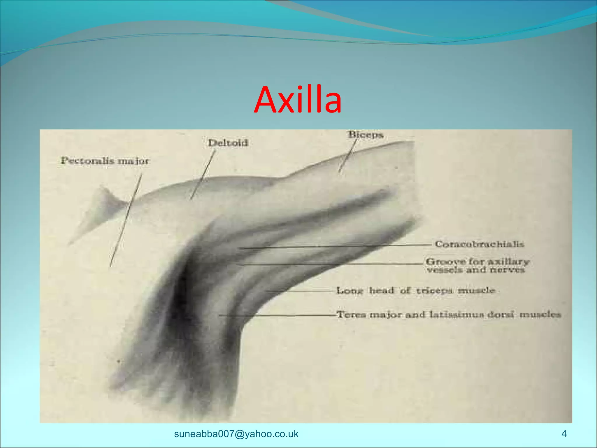 Axilla and brachial plexus abba | PPT