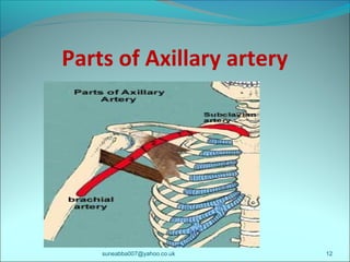 Axilla and brachial plexus abba | PPT