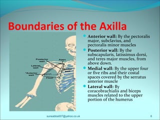 Axilla and brachial plexus abba | PPT