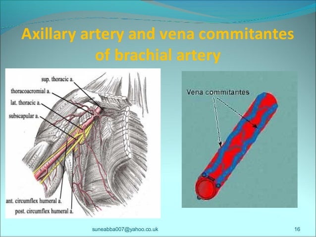 Axilla and brachial plexus abba