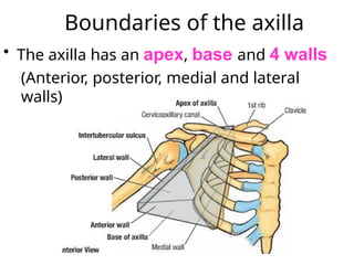 Axilla and its contents with clinical application | PPT