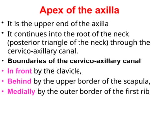 Axilla and its contents with clinical application | PPT