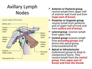 Axilla & brachial plexus | PPT