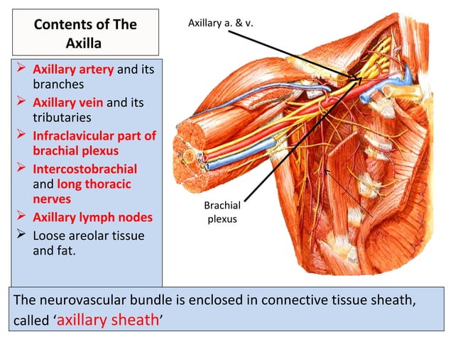 Axilla & brachial plexus | PPT | Death, Injury, or Military Conflict | Sensitive Topics