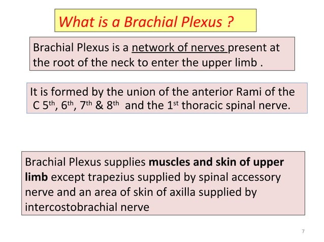 Axilla & brachial plexus | PPT | Death, Injury, or Military Conflict | Sensitive Topics